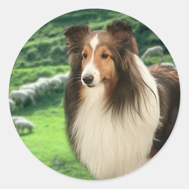 Sheltie Stickers | Zazzle CA