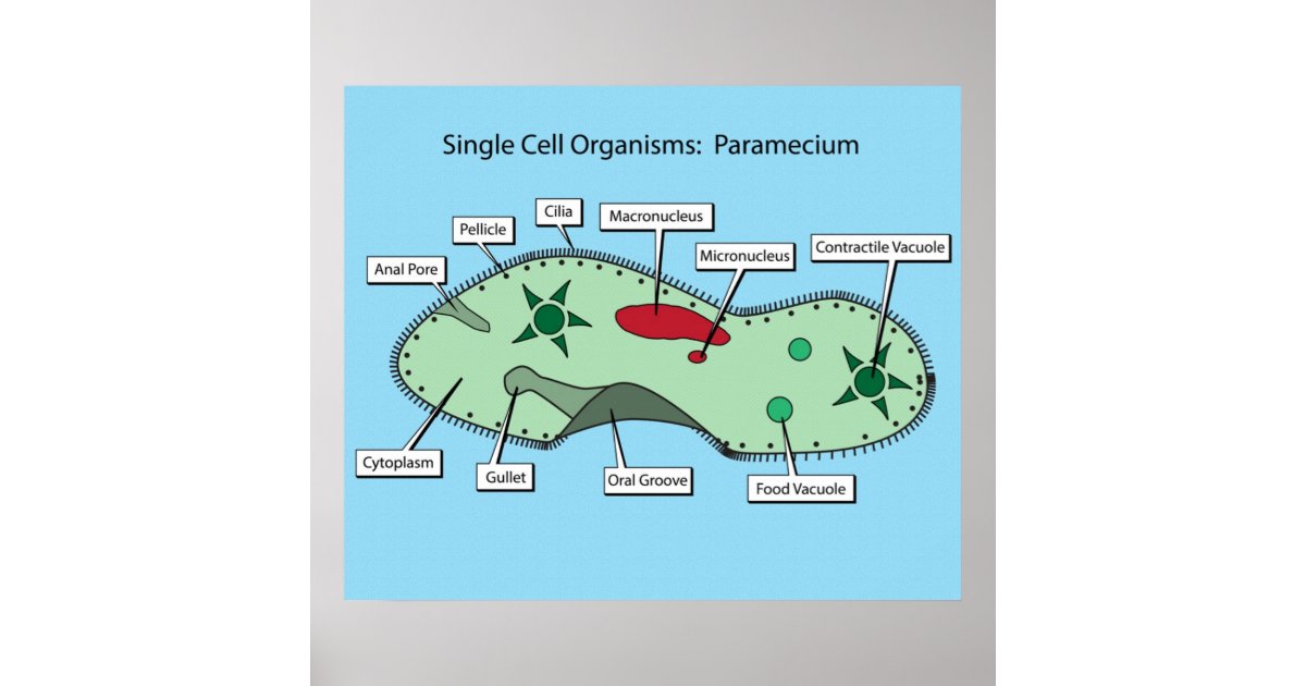 Single Cell Organisms: Paramecium Poster | Zazzle