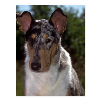 Smooth Collie Cards, Photocards, Invitations & More