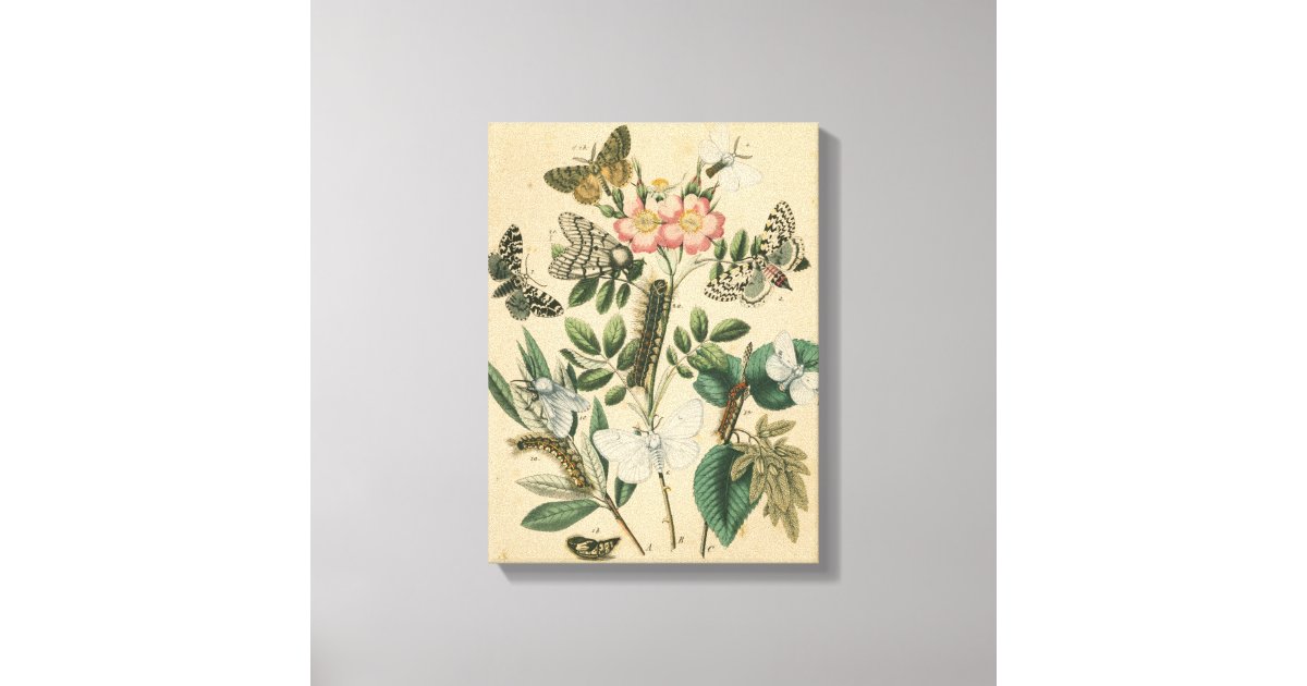 Stages of Butterfly Life by Vision Studio Canvas Print | Zazzle