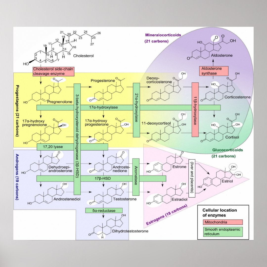 Steroidogenesis Biological Chemical Diagram Poster | Zazzle