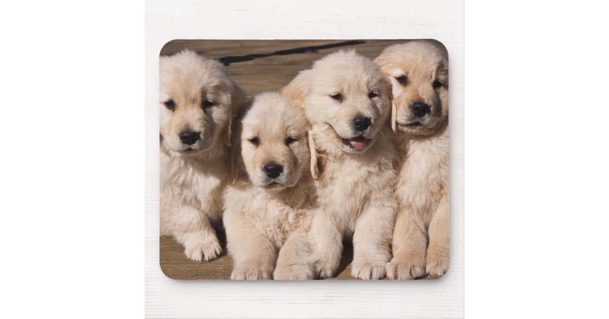 Sweet Golden Retriever Puppies Mouse Pad | Zazzle