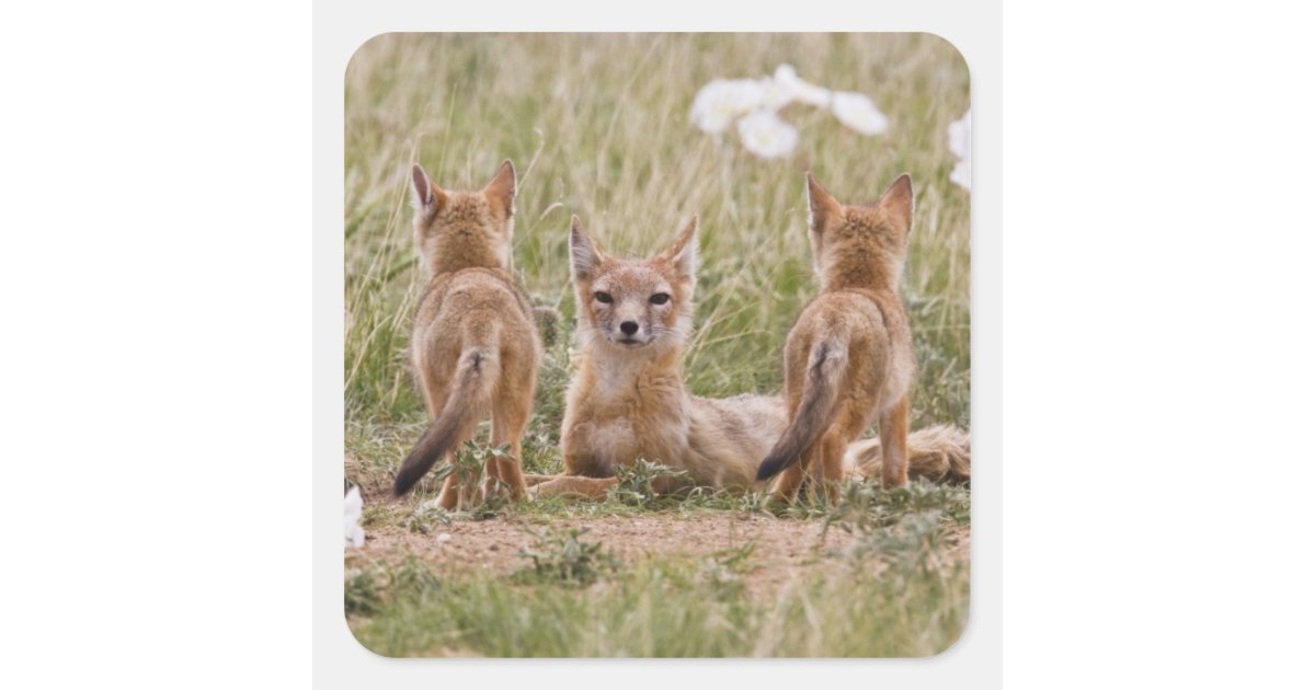 Swift Fox (Vulpes velox) female with young at Square Sticker | Zazzle