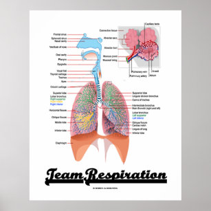 Respiratory System Posters, Prints & Poster Printing | Zazzle CA