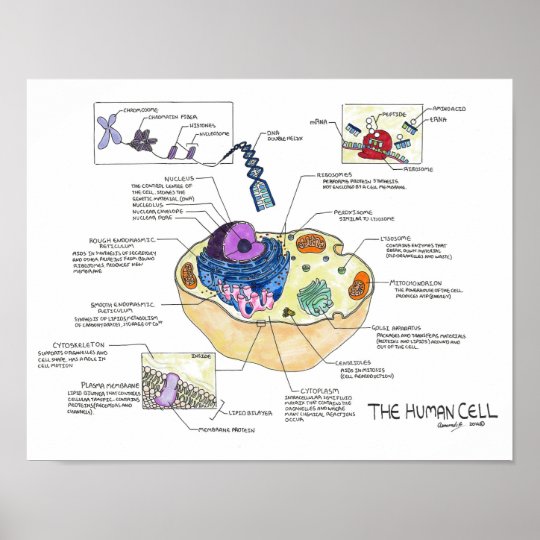 The Human Cell Poster | Zazzle.ca