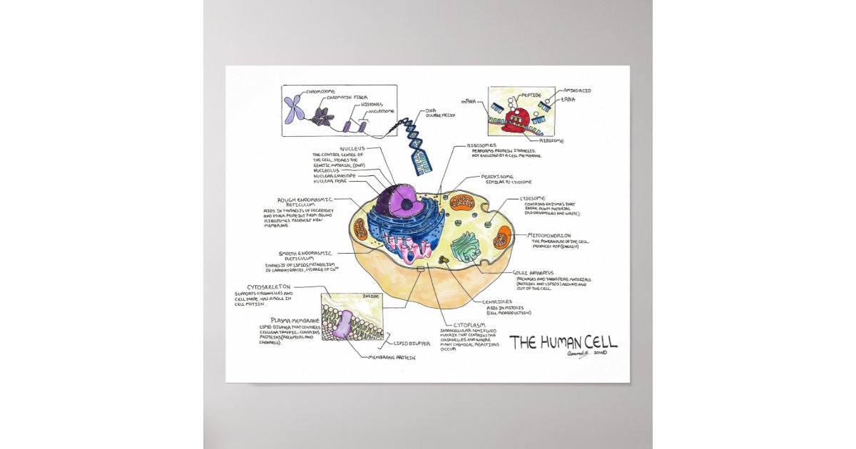 The Human Cell Poster | Zazzle