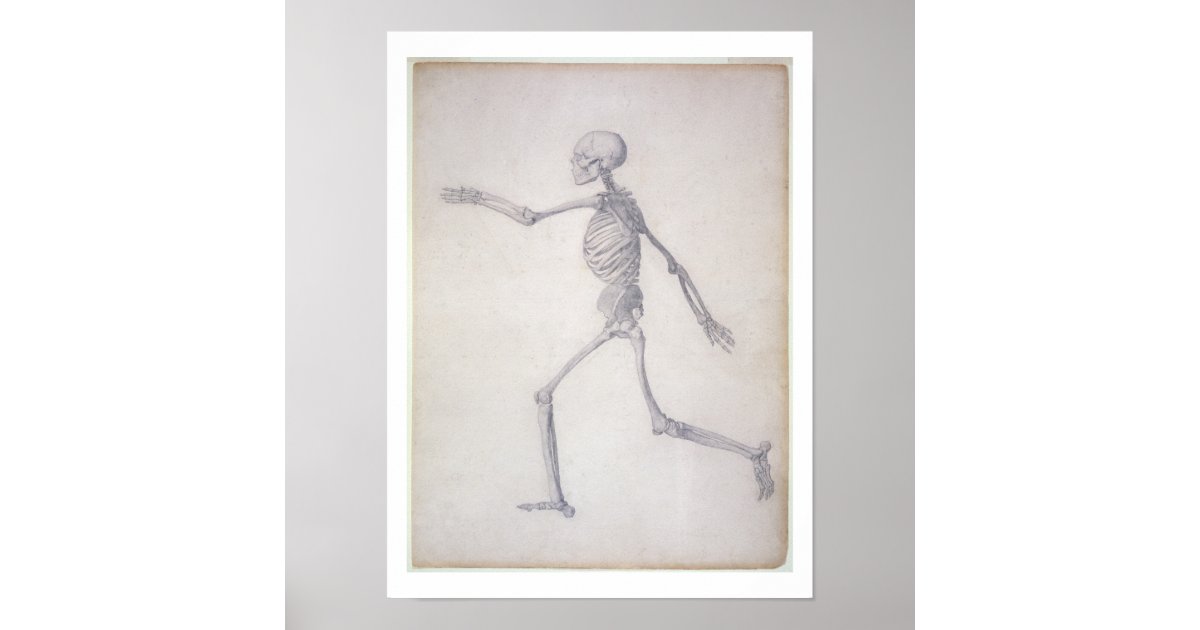The Human Skeleton, lateral view, from the series Poster | Zazzle
