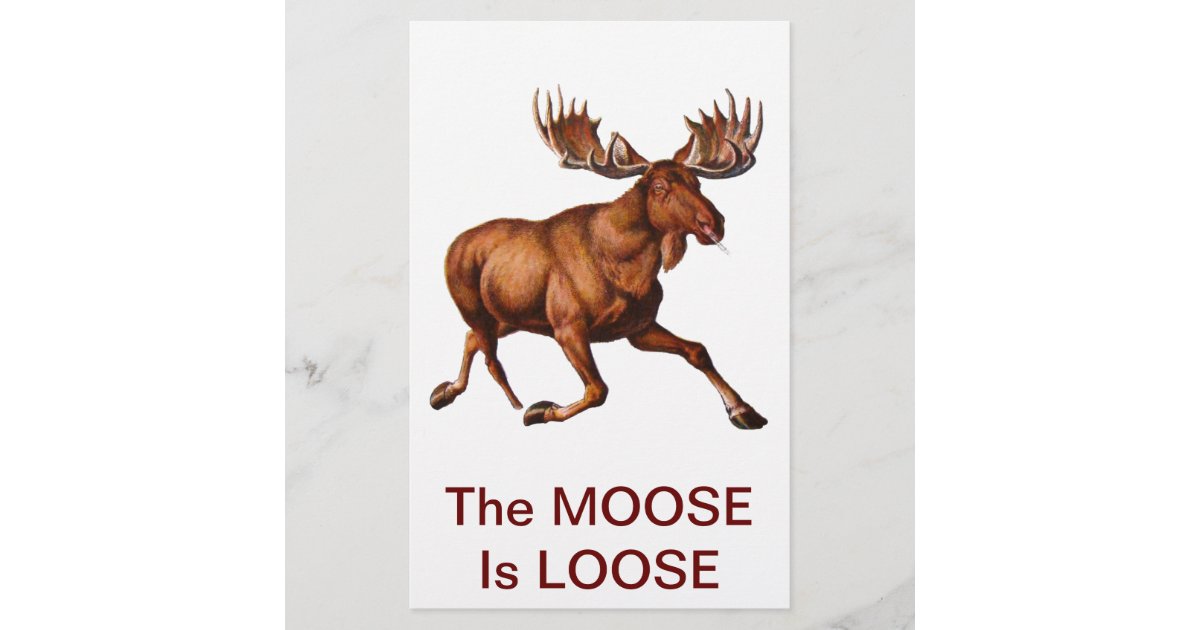 THE MOOSE IS LOOSE | Zazzle