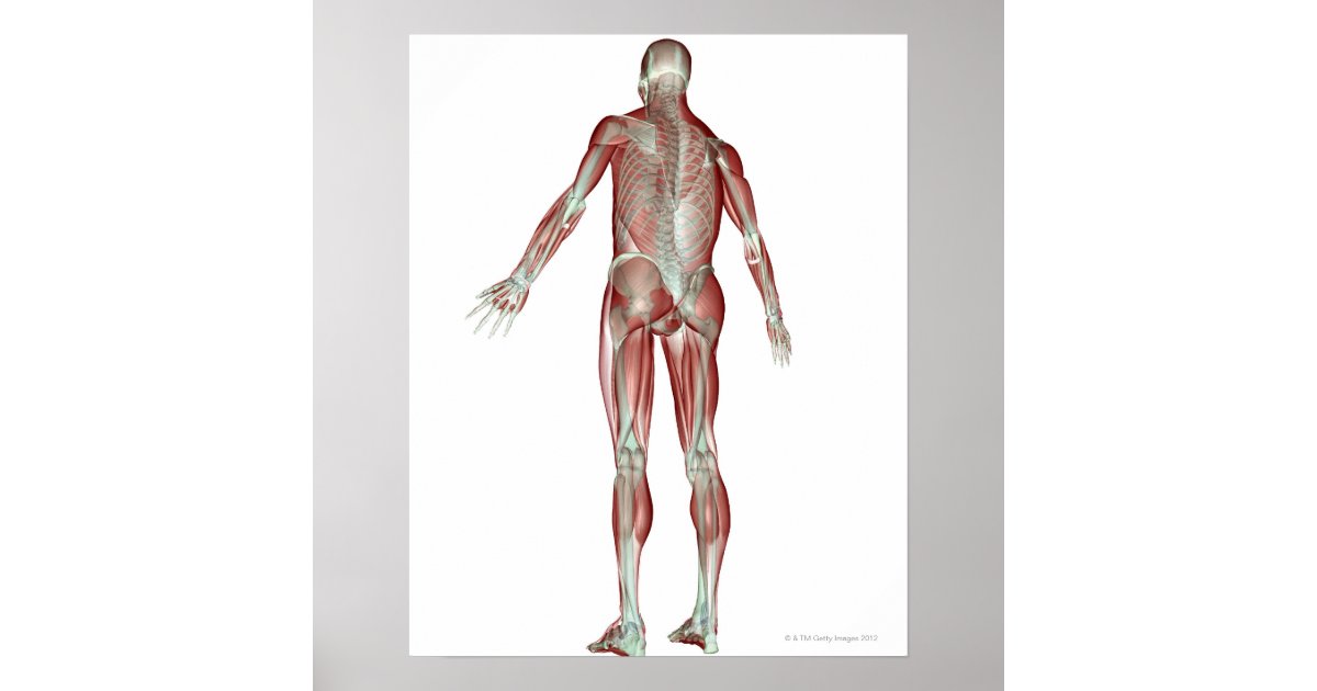 The Musculoskeletal System 5 Poster | Zazzle