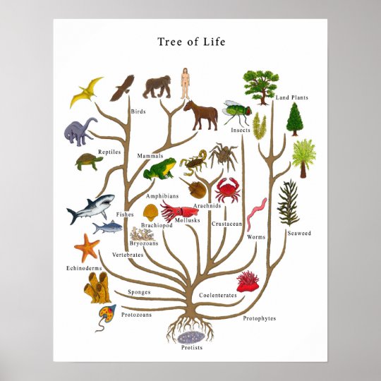 Tree of Life Poster | Zazzle.ca