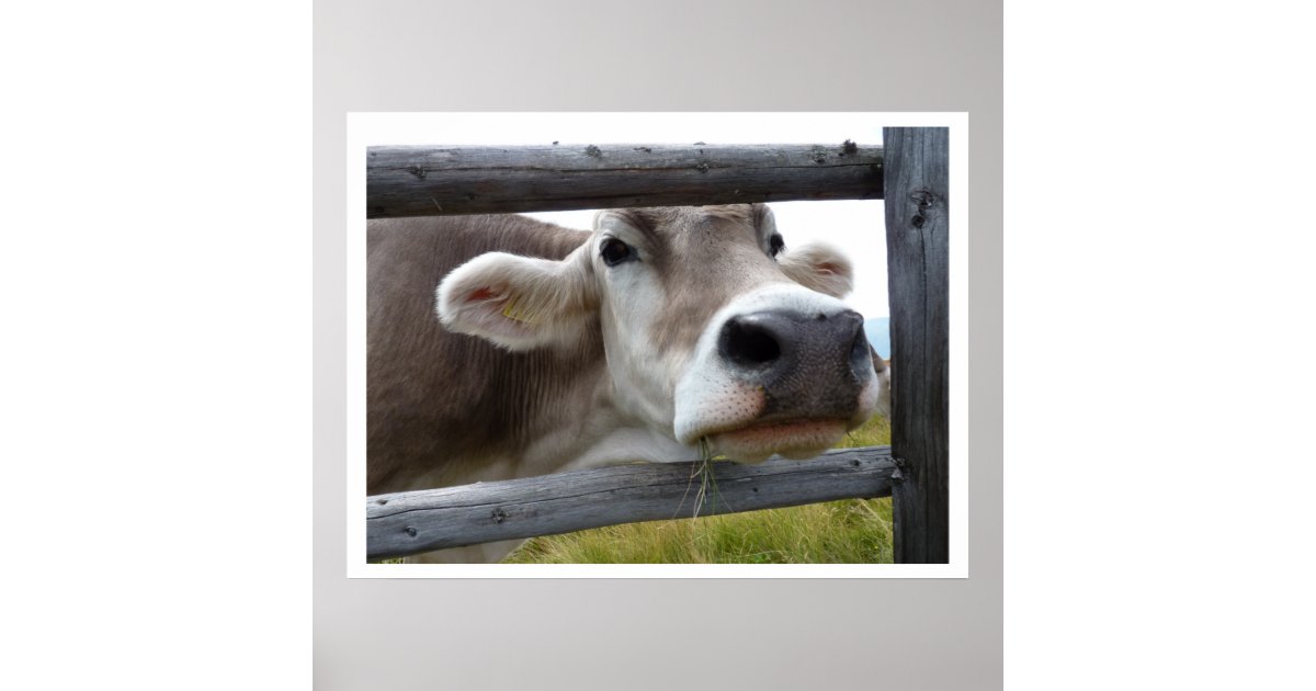Tyrolean Cow Face through Fence Poster | Zazzle