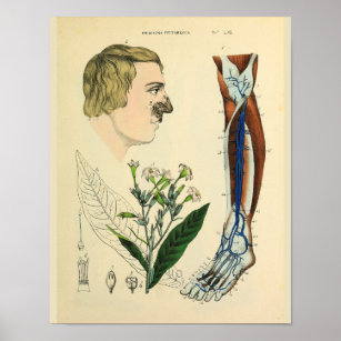 Plant Anatomy Posters, Prints & Poster Printing | Zazzle
