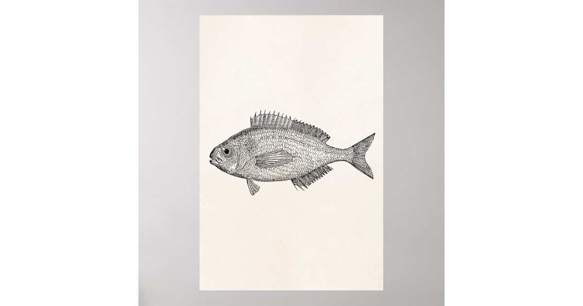 Vintage Bream Fish - Aquatic Fishes Template Blank Poster | Zazzle