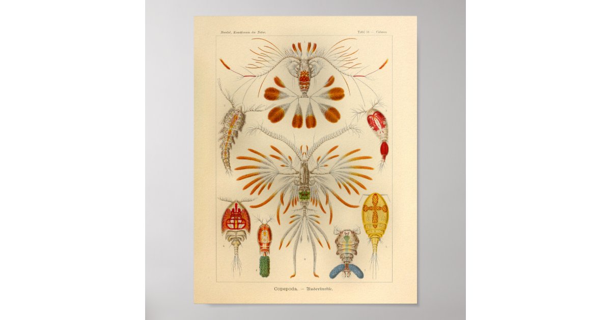Vintage Copepoda Colour Ernst Haeckel Art Print | Zazzle