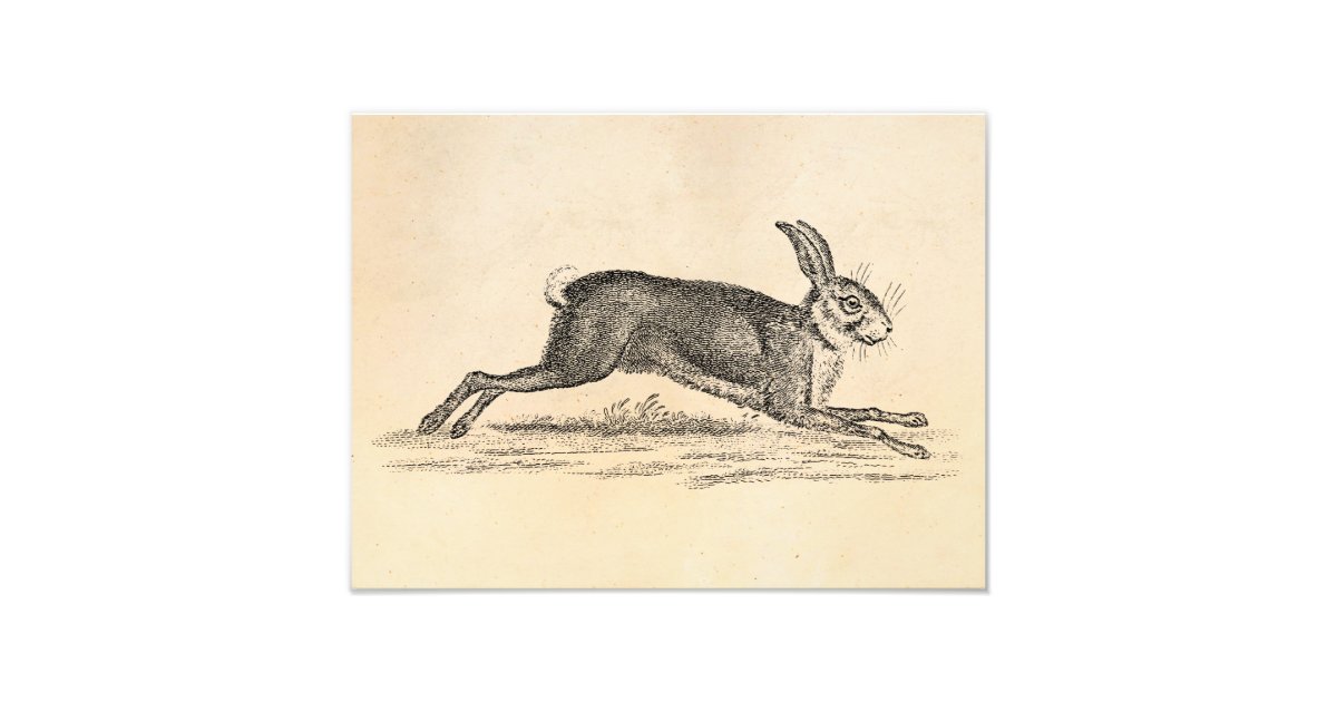 Vintage Hare Bunny Rabbit 1800s Illustration Photo Print | Zazzle