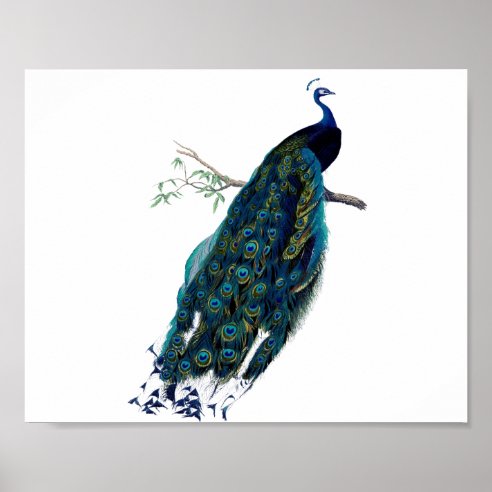Vintage Peacock Posters, Prints & Poster Printing | Zazzle CA