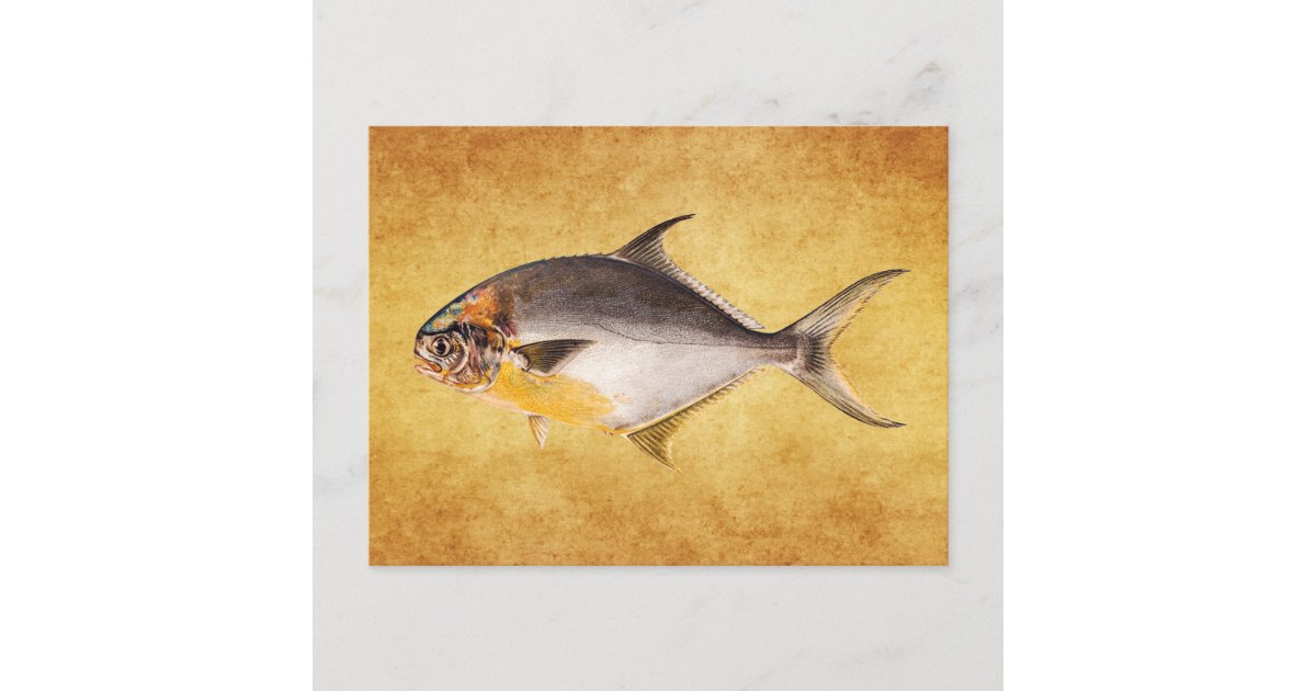 Vintage Pompano Fish - Game Fishes Template Blank Postcard | Zazzle