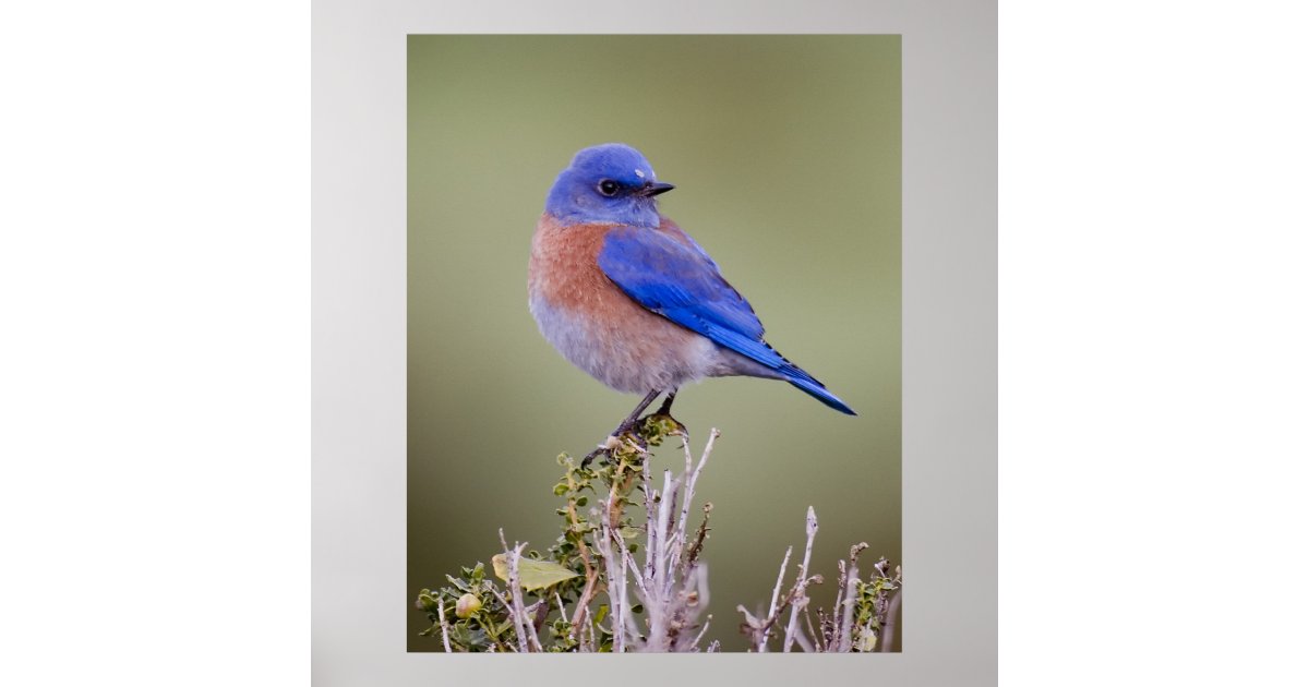 Western Bluebird Poster | Zazzle