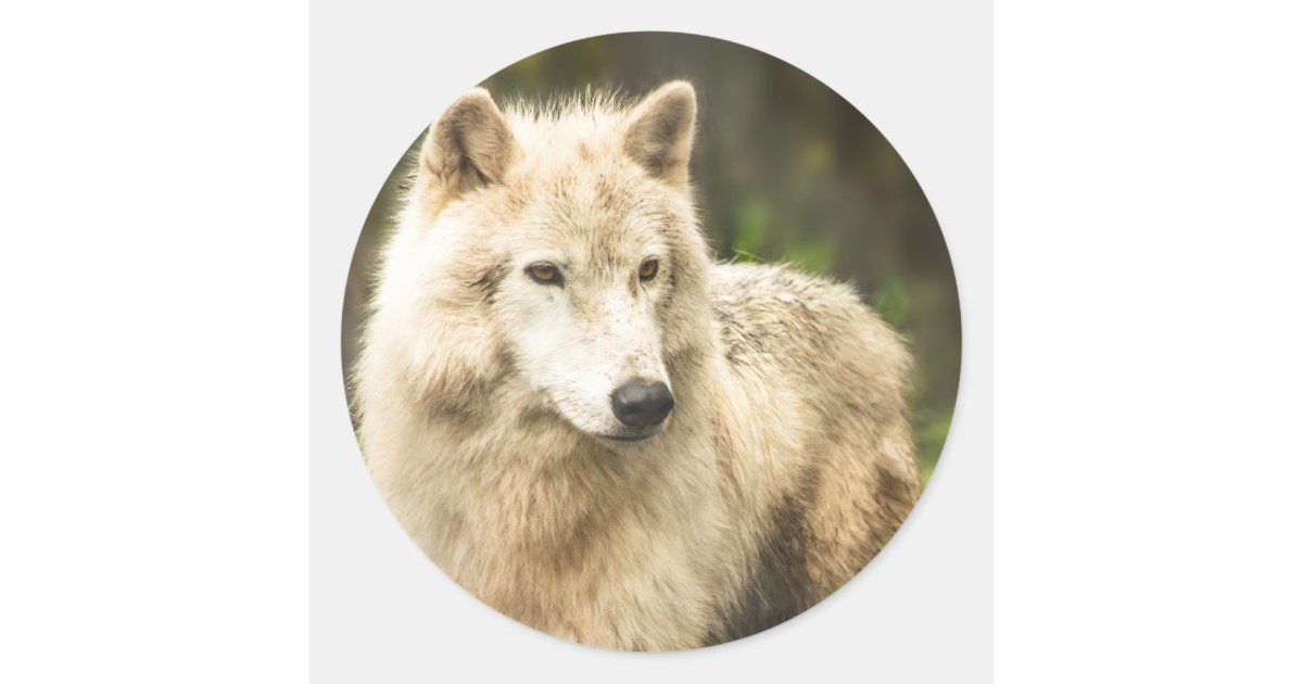 Wet Arctic Wolf in Spring Photo Classic Round Sticker | Zazzle
