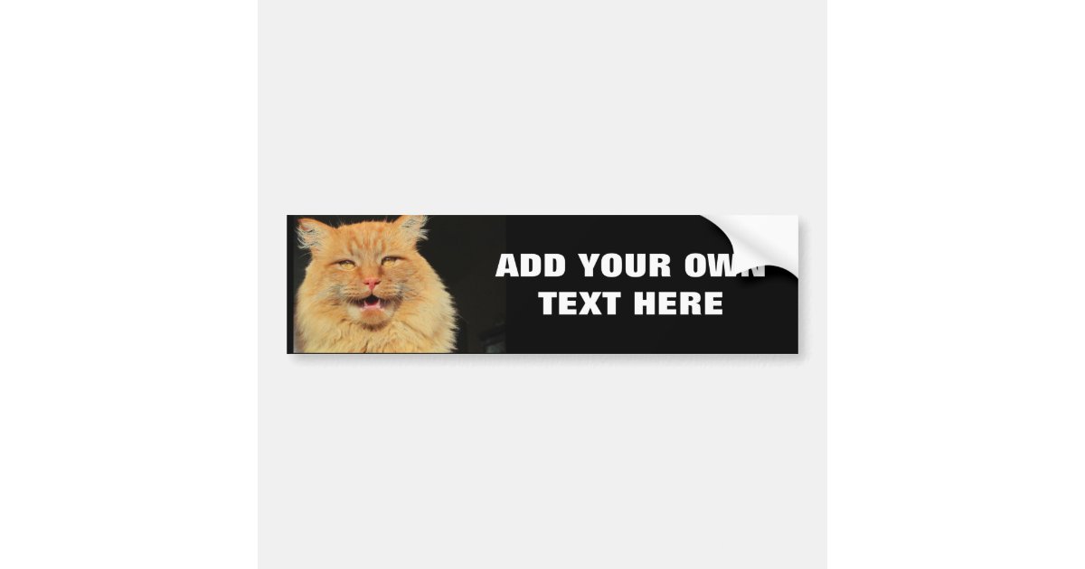 What does the Cat Say? Bumper Sticker | Zazzle