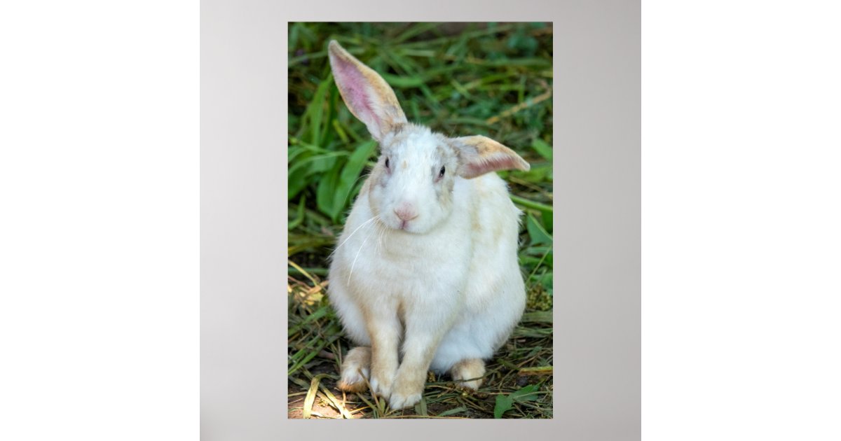White rabbit poster | Zazzle