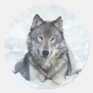 Wolf Stickers | Zazzle CA