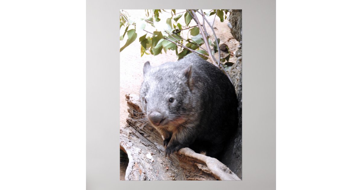 Wombat Poster | Zazzle
