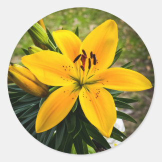 Lily Stickers, Lily Custom Sticker Designs